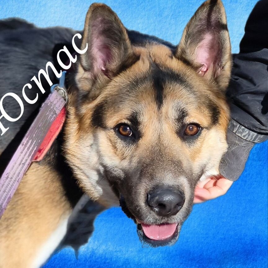 Взрослый пёс в добрые руки