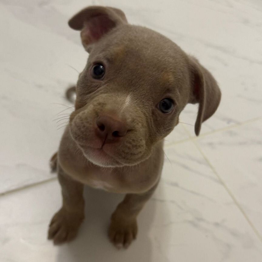 Щенки амбулли