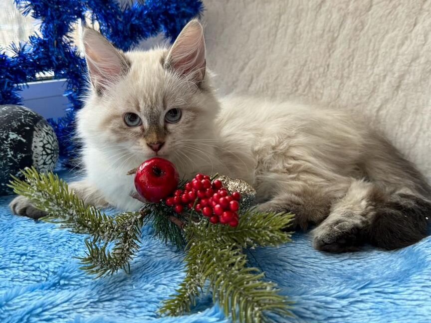 Невский малыш 3 месяца