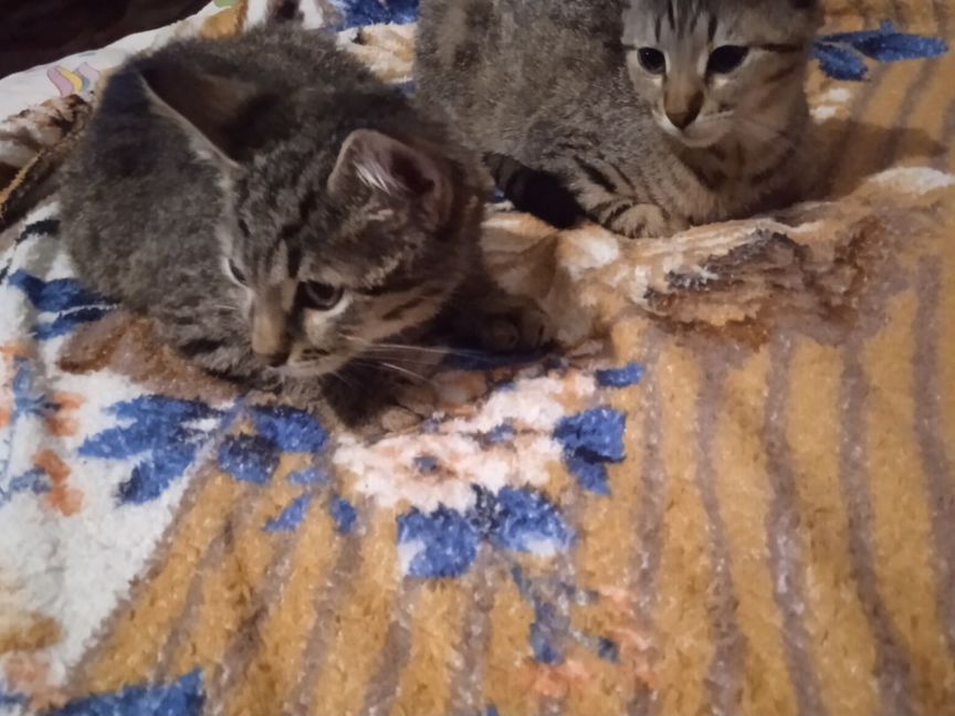 Отдам в добрые руки котят