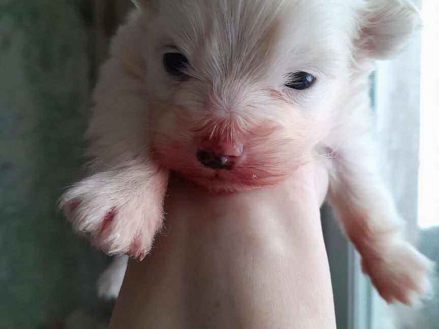 Японско-померанский