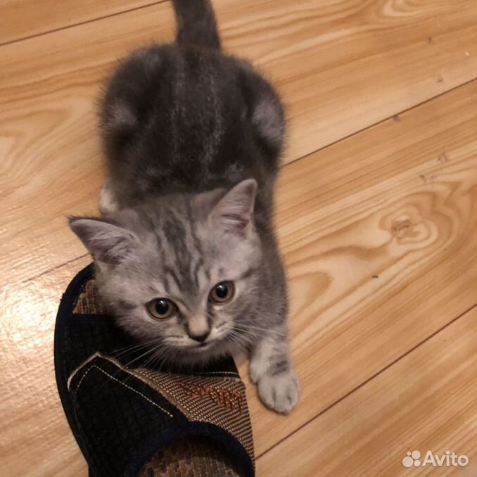 Кошка (девочка) настя