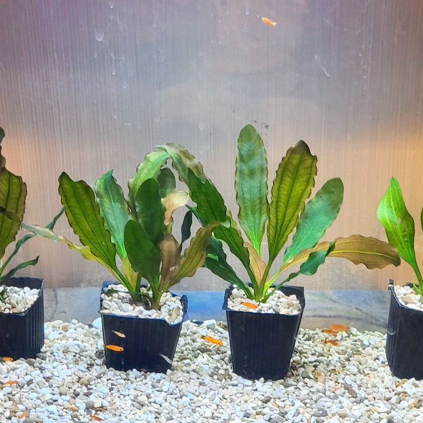 Аквариумные растения