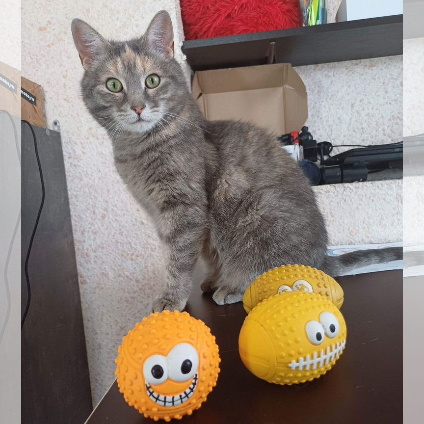 Приютская кошечка Шуня в добрые руки