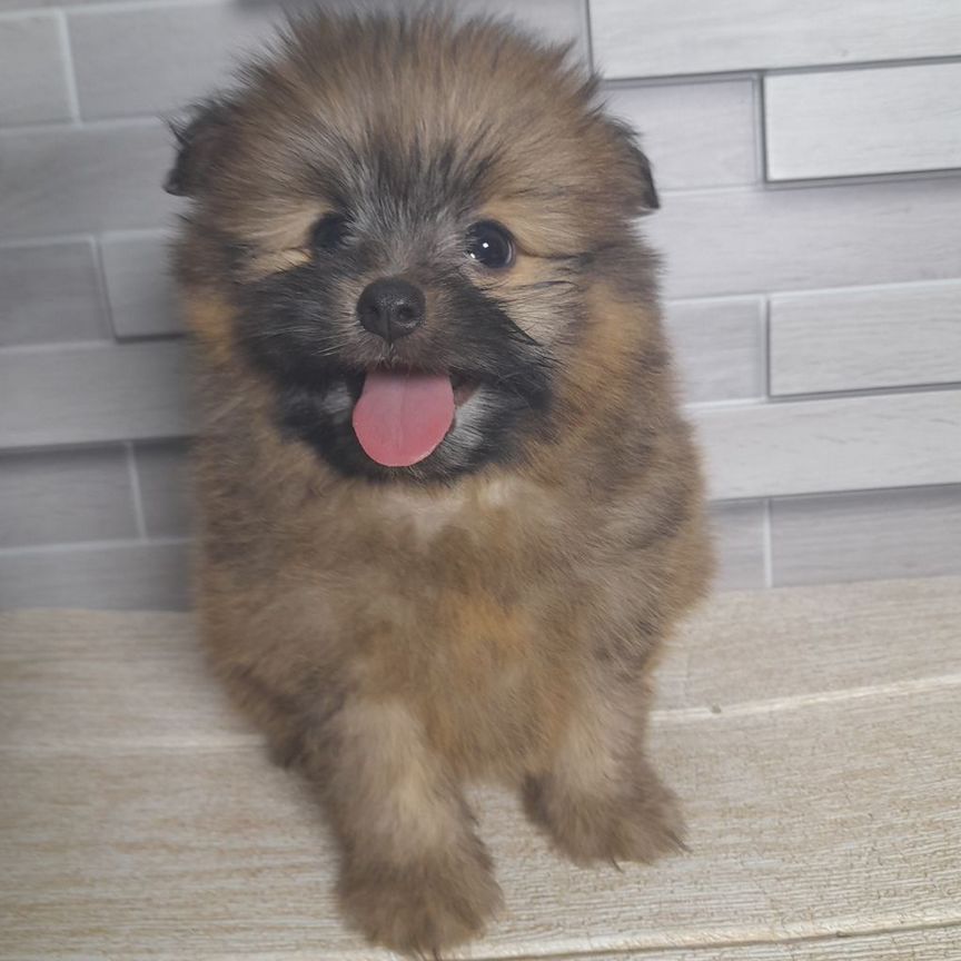 Щенок памапу