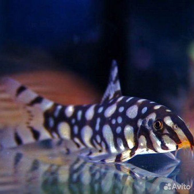 Боция Шахматная или Боция Кубота (Botia kubotai)