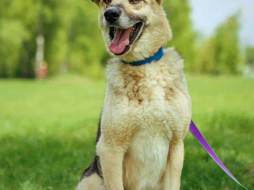 Собака Мухтар в добрые руки