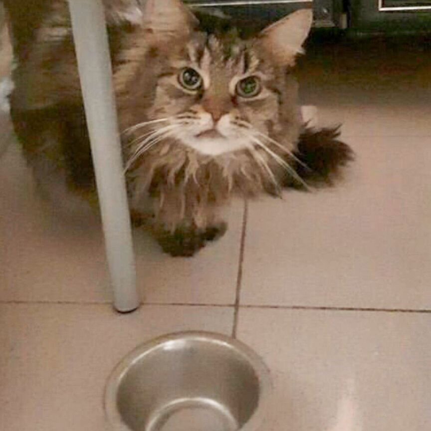 Домашний кот в добрые руки