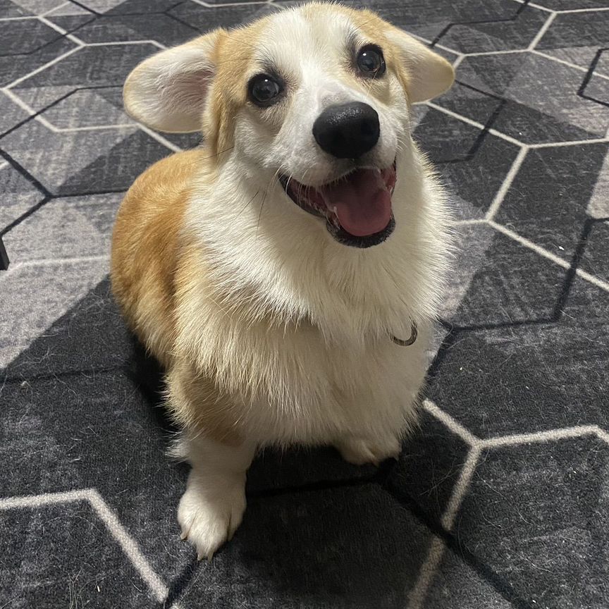 Вельш-корги пемброк мальчик