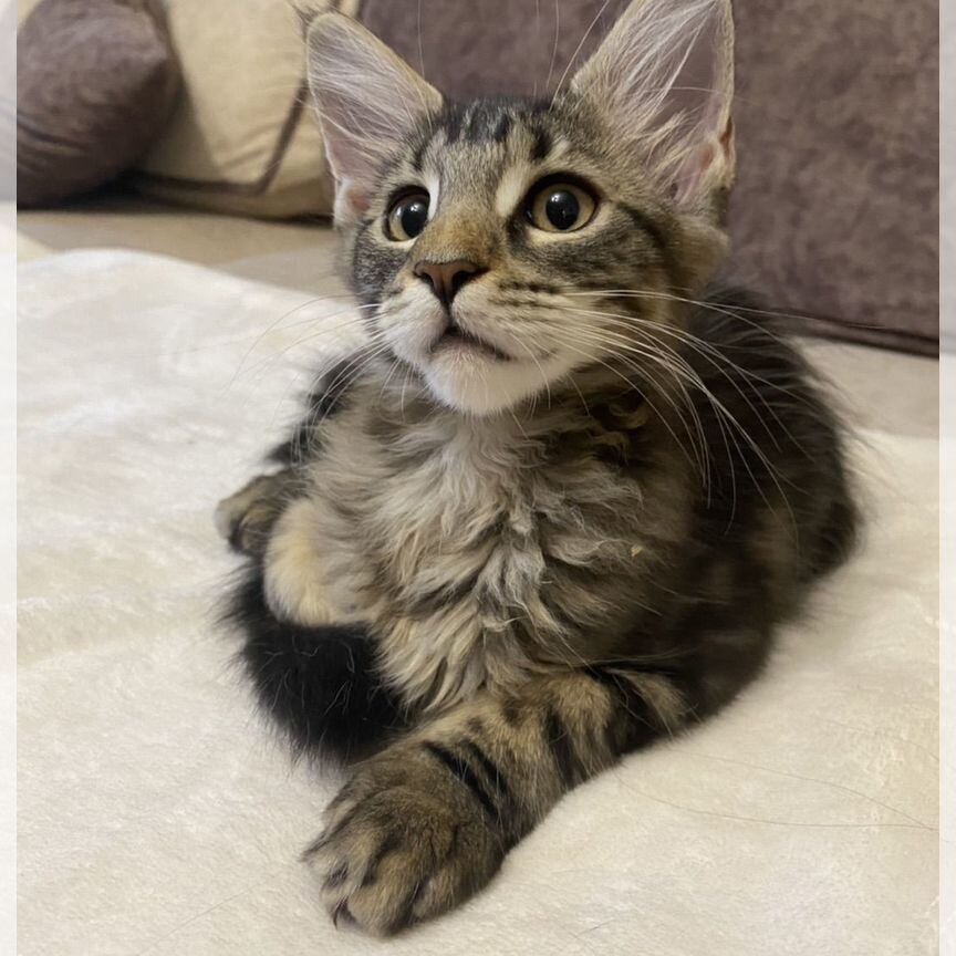 Мейн кун котенок
