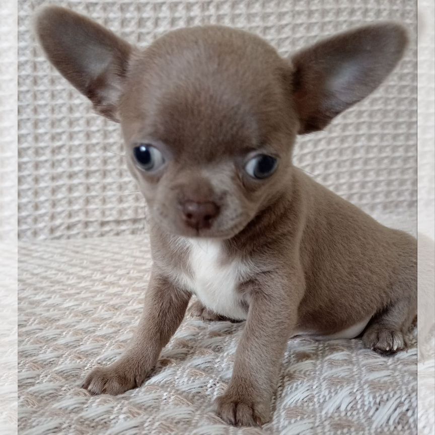 Чихуахуа, щенок