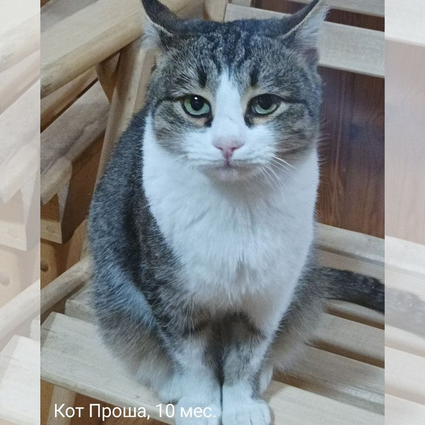 Котёнок в добрые руки