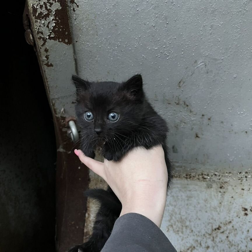 Котенок в добрые руки