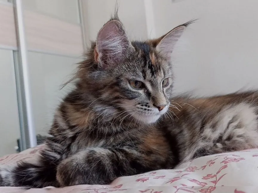 Котята мейн-кун