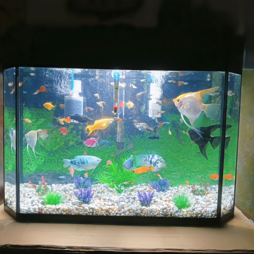 Оквариумные рыбки