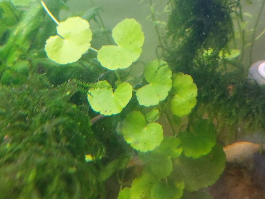 Аквариумные растения прополка