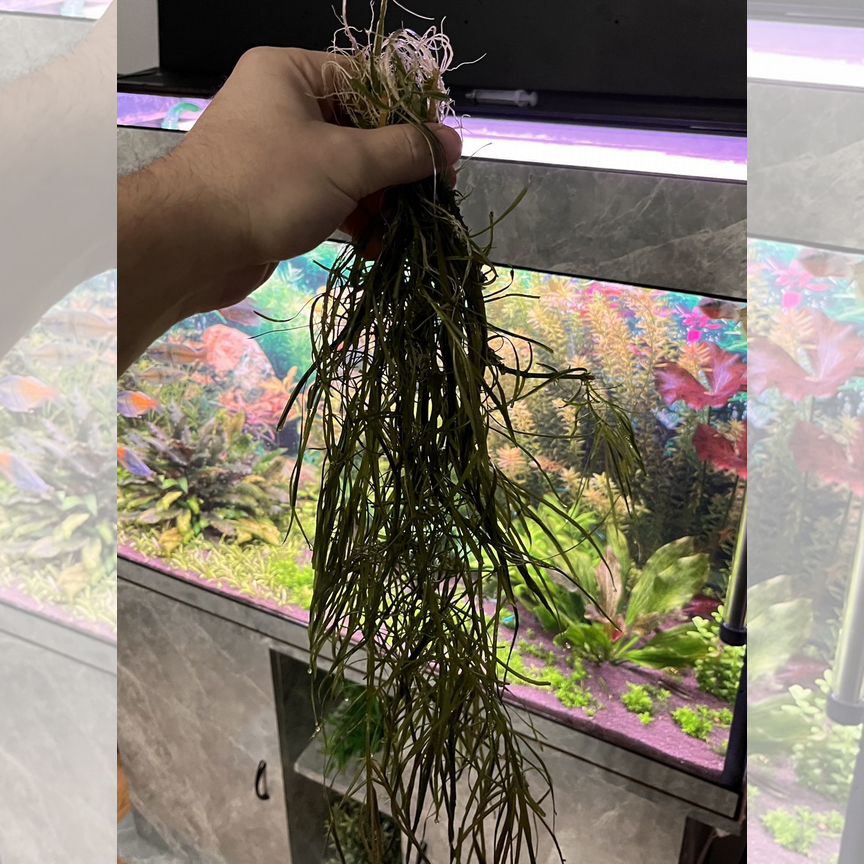 Прополка погостемона октопуса. Много