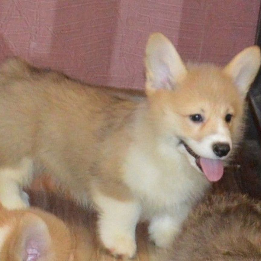 Вельш корги пемброк,красивые малыши от чемпиона