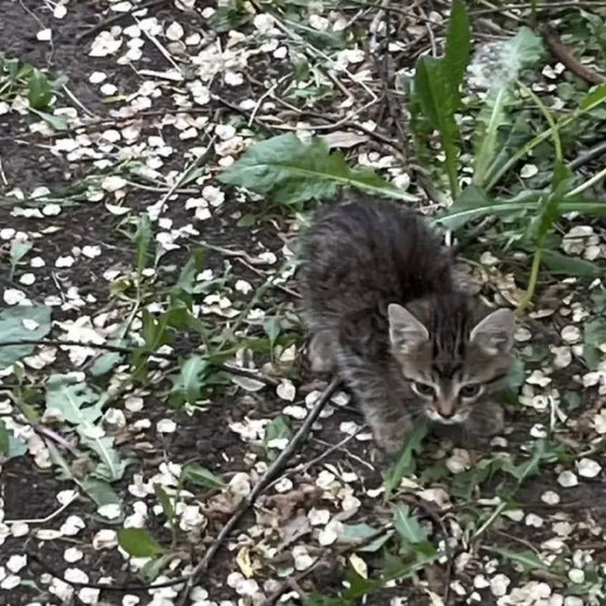 Котёнок в добрые руки