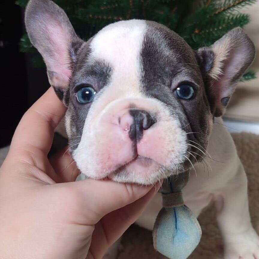 Французский бульдог, щенок