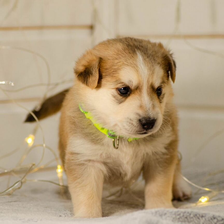 Щенок мальчик добрые руки