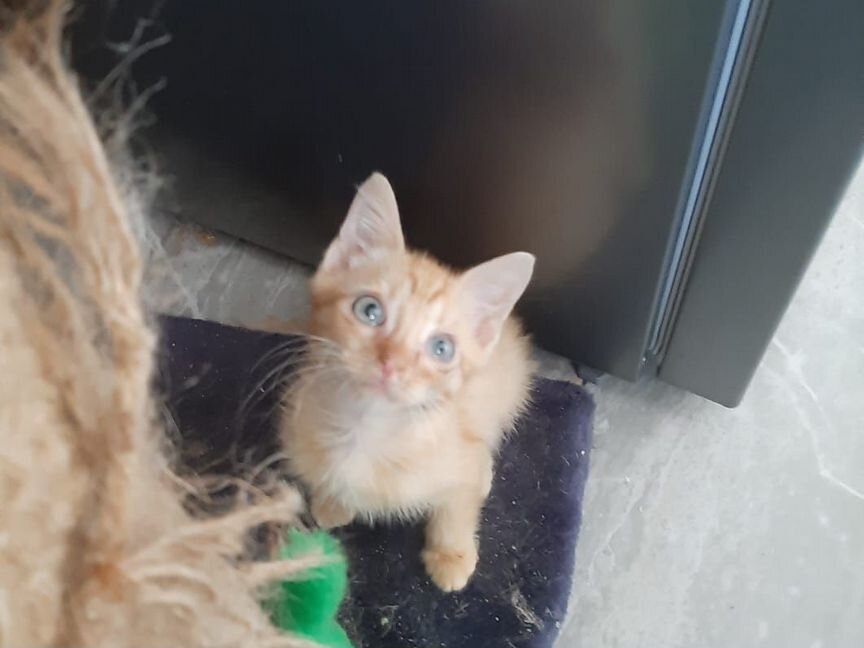 Котенок 2.5 месяца рыжий