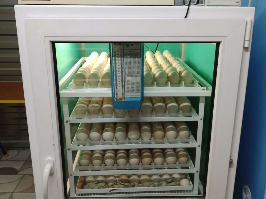 Инкубатор Владимира Коробкова на 750