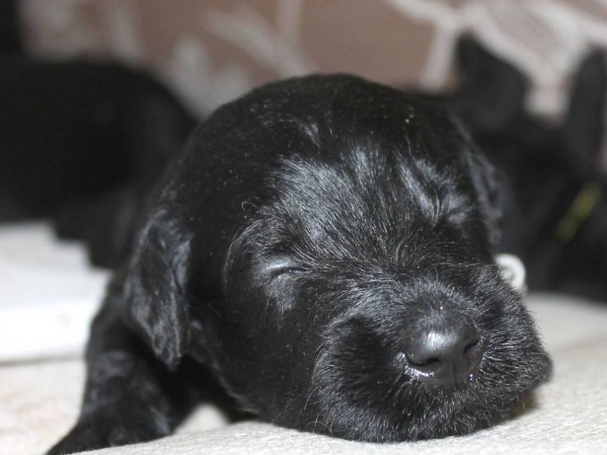 Керри блю терьер, щенки, резервирование