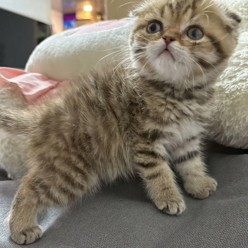 Шотландские вислоухие котята