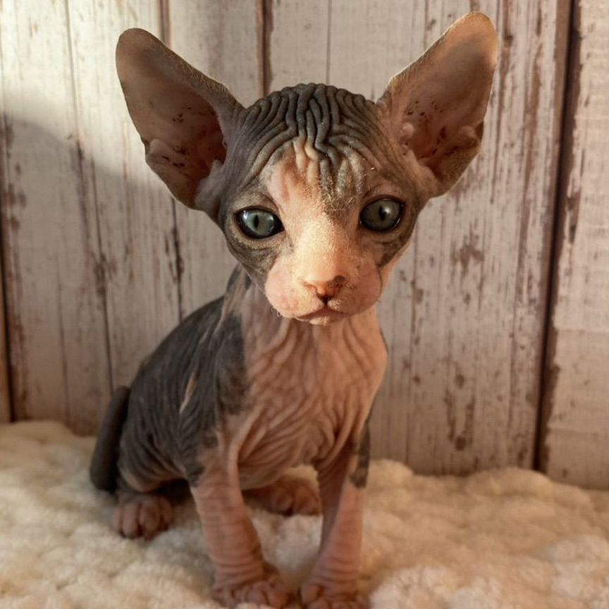 Канадский сфинкс котёнок