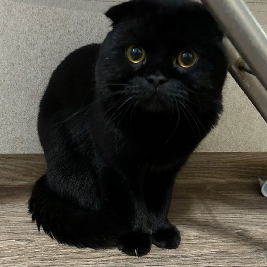 Продам кота шотландский вислоухий