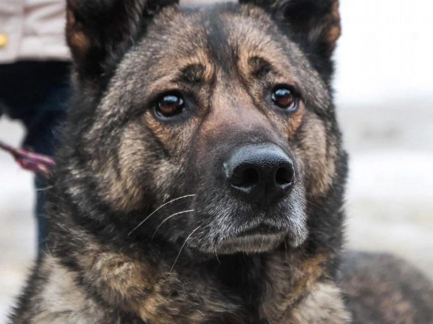 Потап в добрые руки