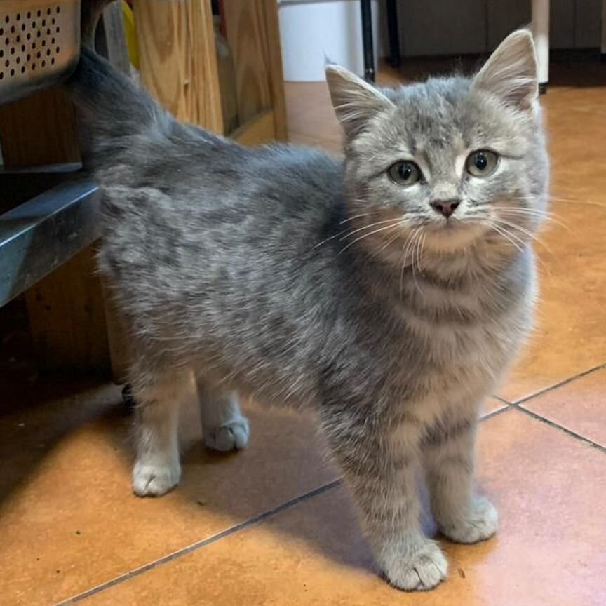 Котенок девочка