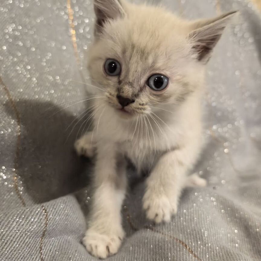 Невский маскарадный котёнок