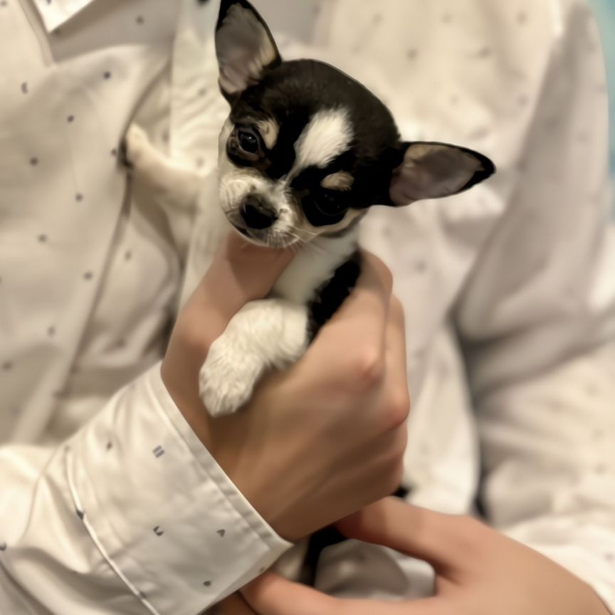 Чихуахуа, щенок