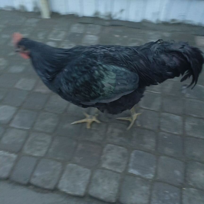 Курица джерсийский гигант