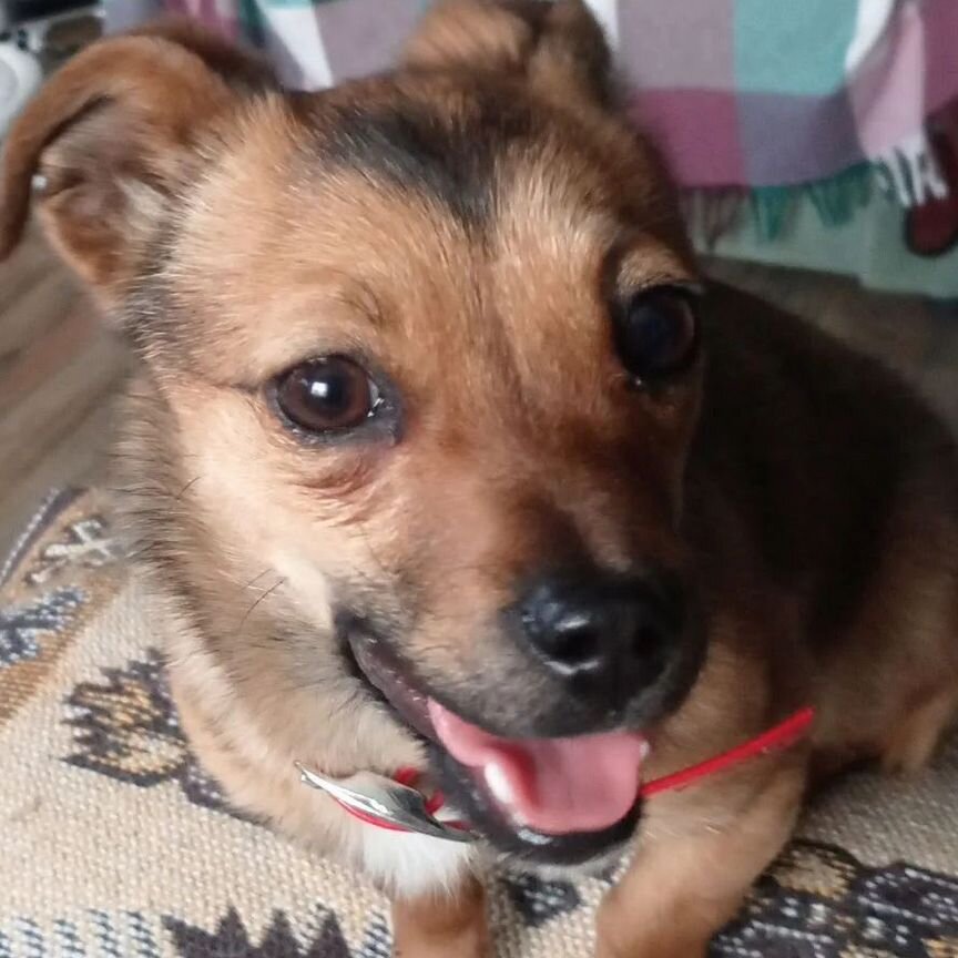 Щенок в добрые руки