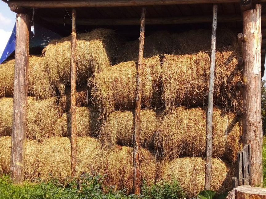 Сено в рулонах