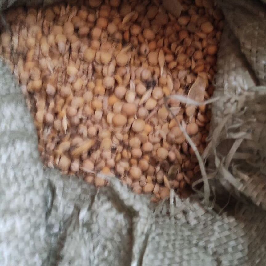 Горох фуражный