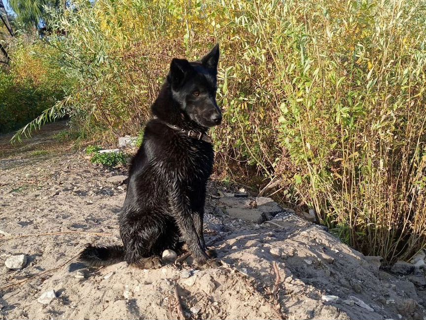 Собака в добрые руки