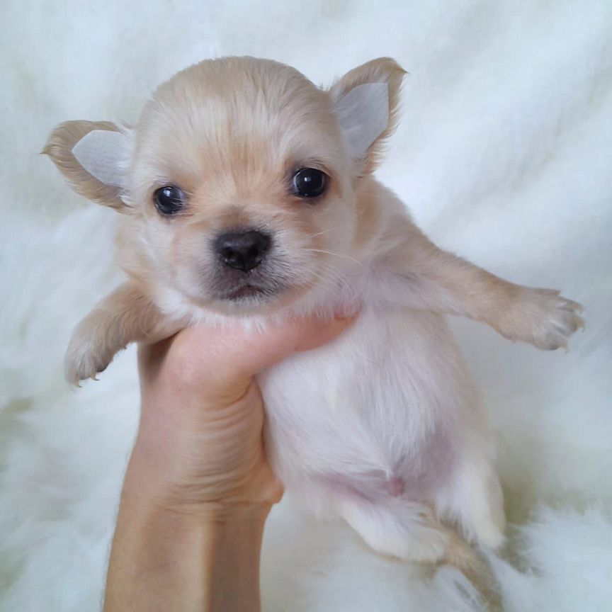 Щенки чихуахуа