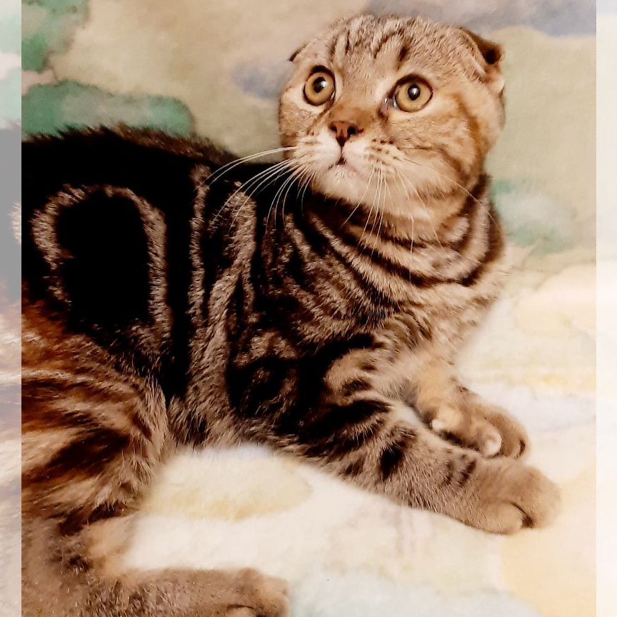 Шотландский прямоухий короткошёрстный котёнок