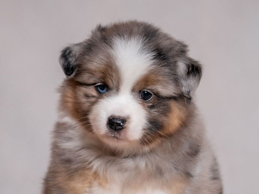 Щенок Миниатюрной Американской овчарки(миниаусси)