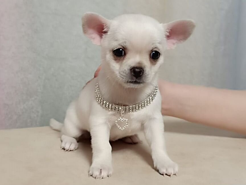 Нежная девочка чихуашечка