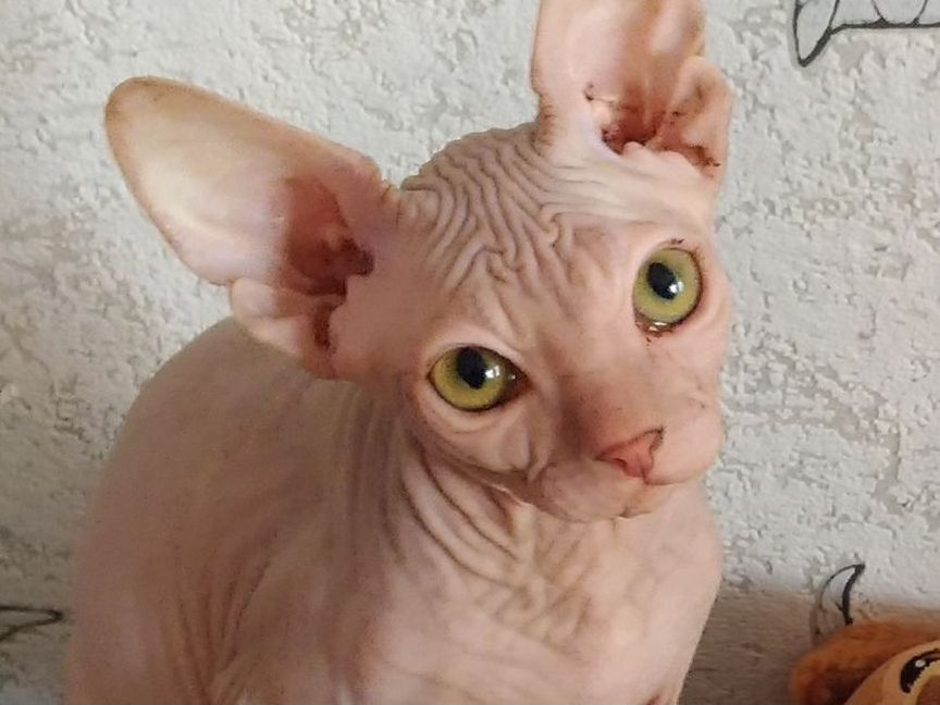 Канадский сфинкс