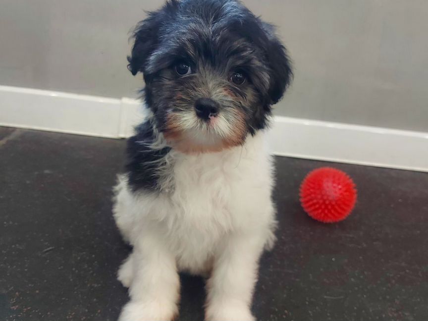 Малая львиная