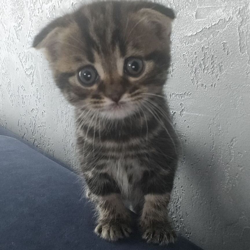 Продам котенка