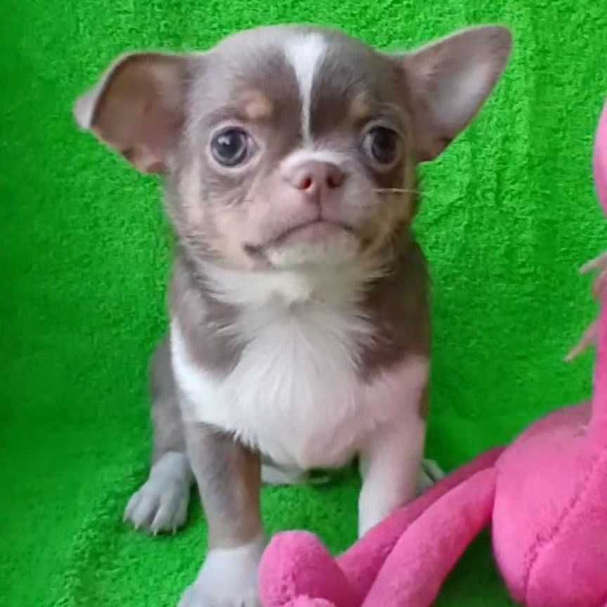 Чихуахуа, щенок