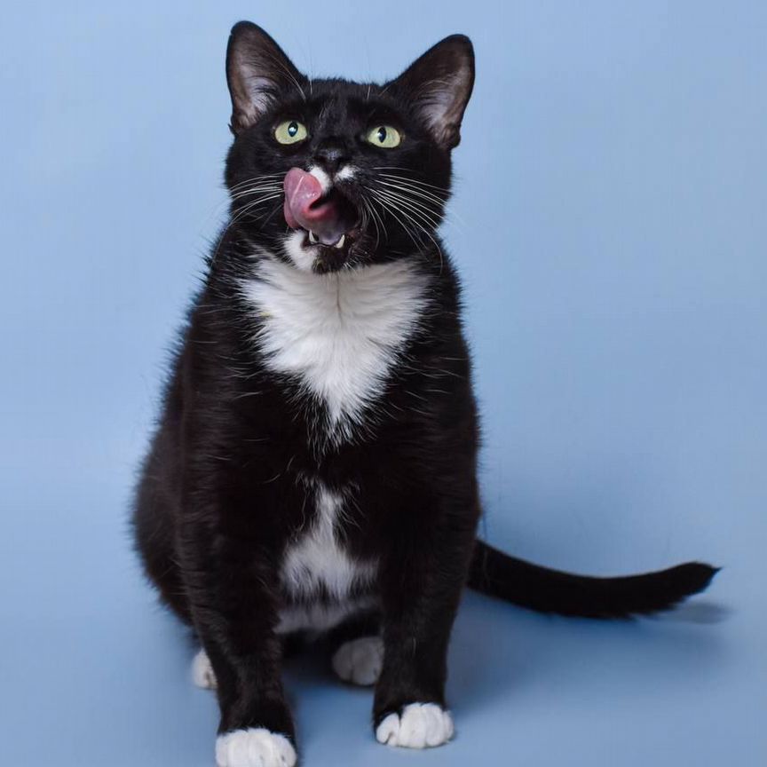 Взрослая, кошка в добрые руки