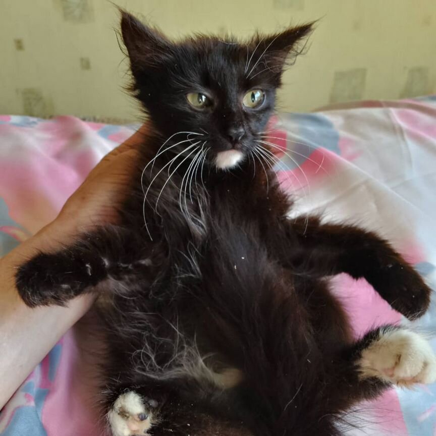 Девчушка ищет дом